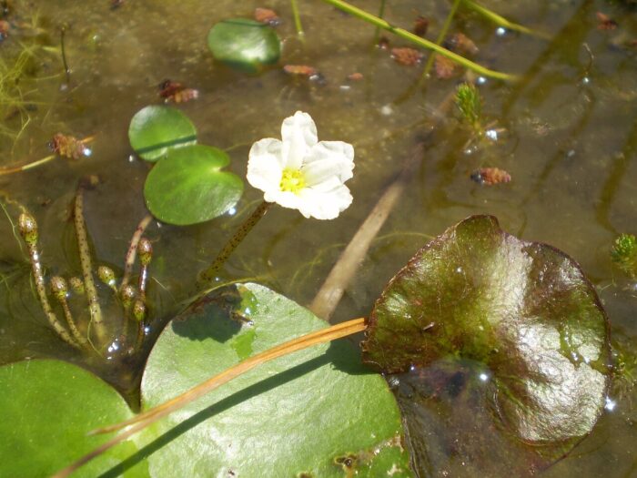 Aquatic Banana Bare root – Crystal Ponds LLC
